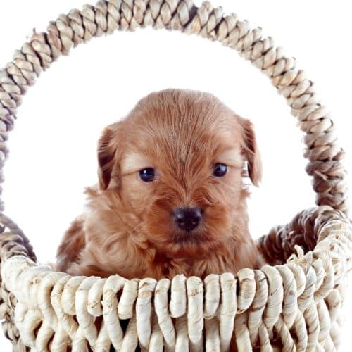 New Puppy Care Tips - Ice Cream n Sticky Fingers