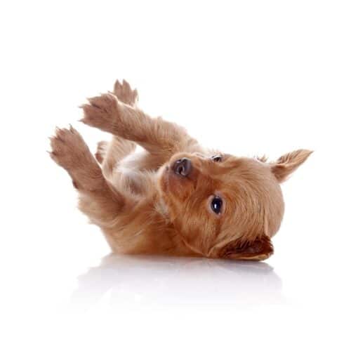 New Puppy Care Tips - Ice Cream n Sticky Fingers