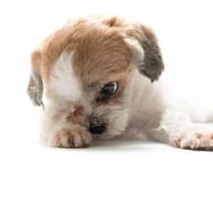 New Puppy Care Tips - Ice Cream n Sticky Fingers