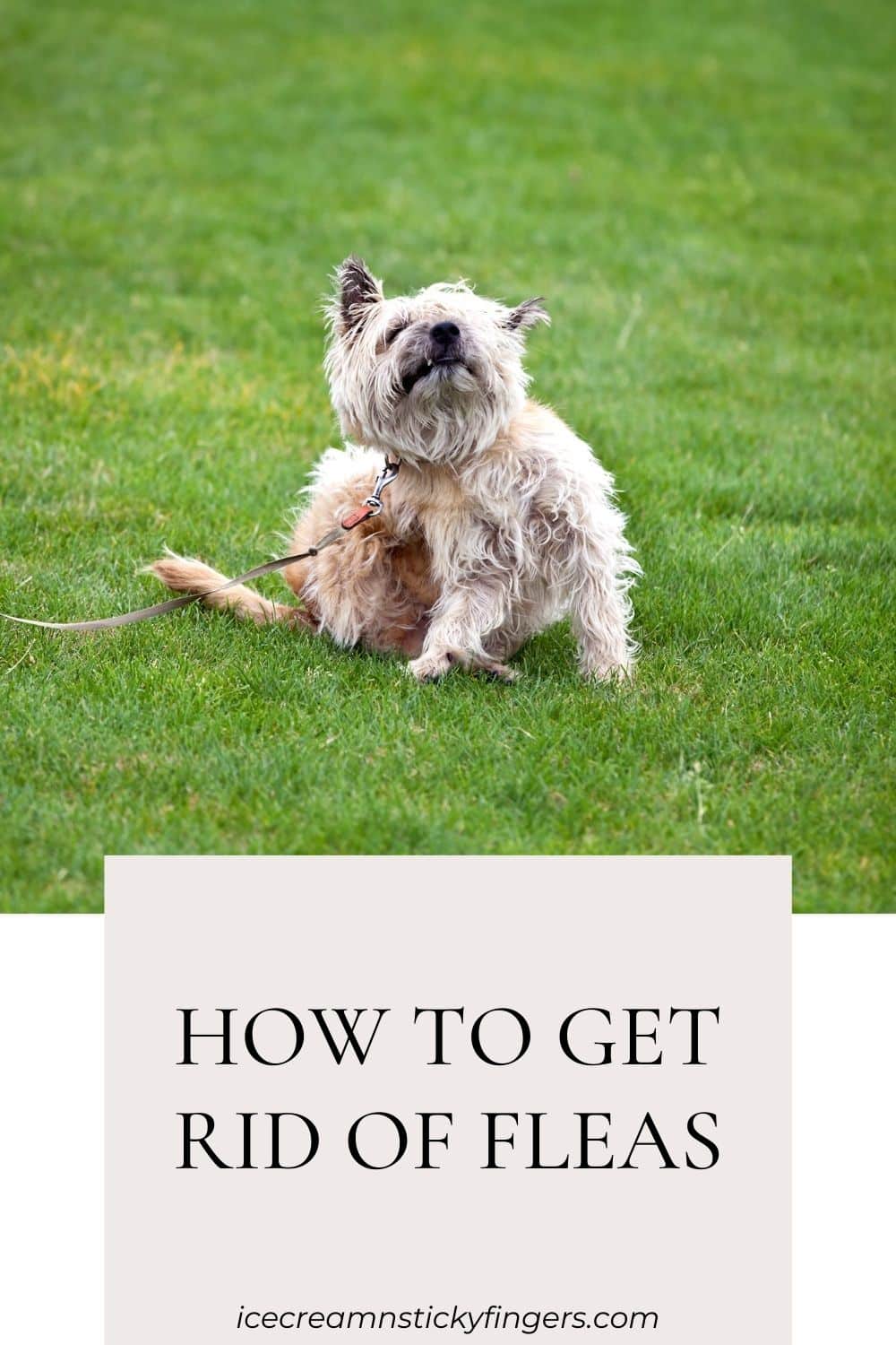 How to Get Rid of Fleas - Ice Cream n Sticky Fingers