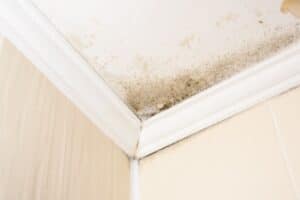 Black Mold Exposure Symptoms - Ice Cream n Sticky Fingers
